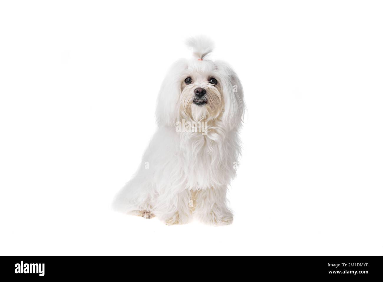 Beautiful and cute white bichon maltese dog over isolated background ...