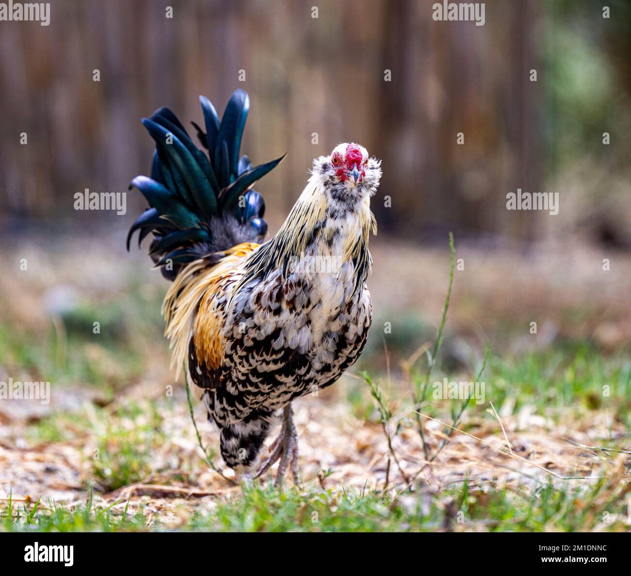 Closeup shot wild rooster hi-res stock photography and images - Alamy