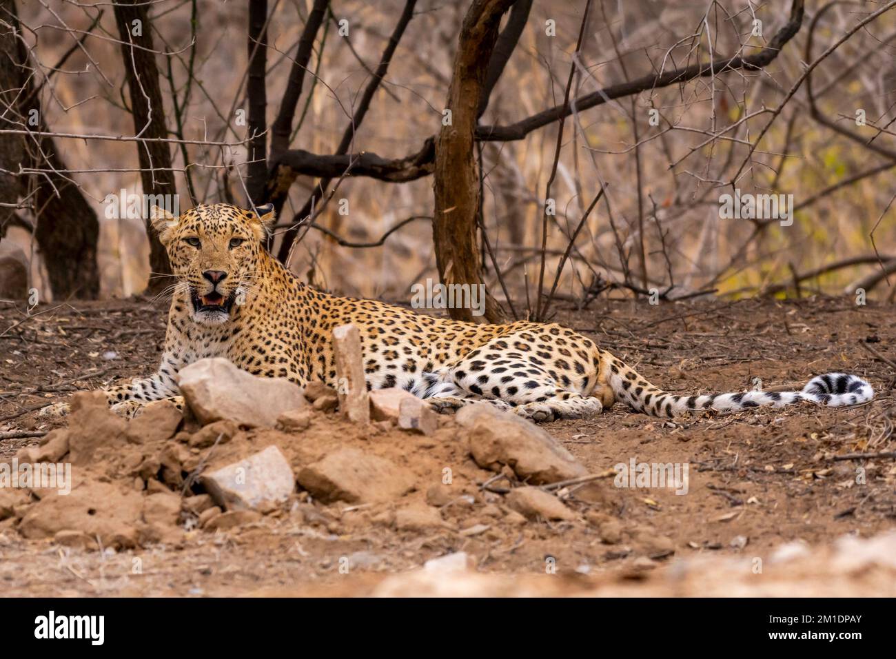 Indian wild bold female leopard or panther or panthera pardus fusca ...