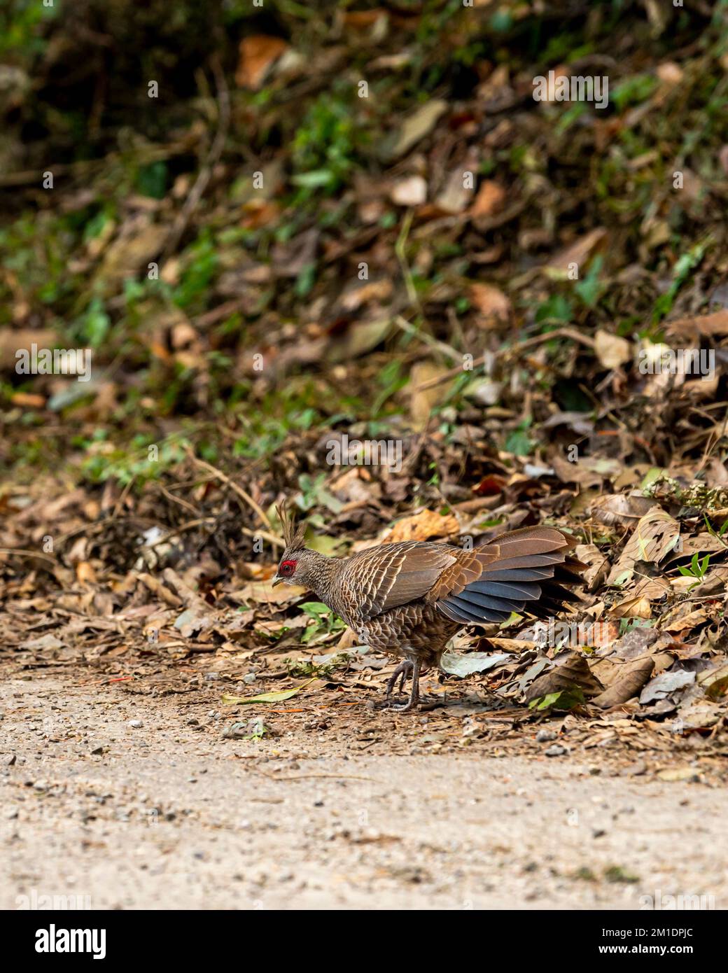 Kalij pheasant or Lophura leucomelanos female bird running on forest ...