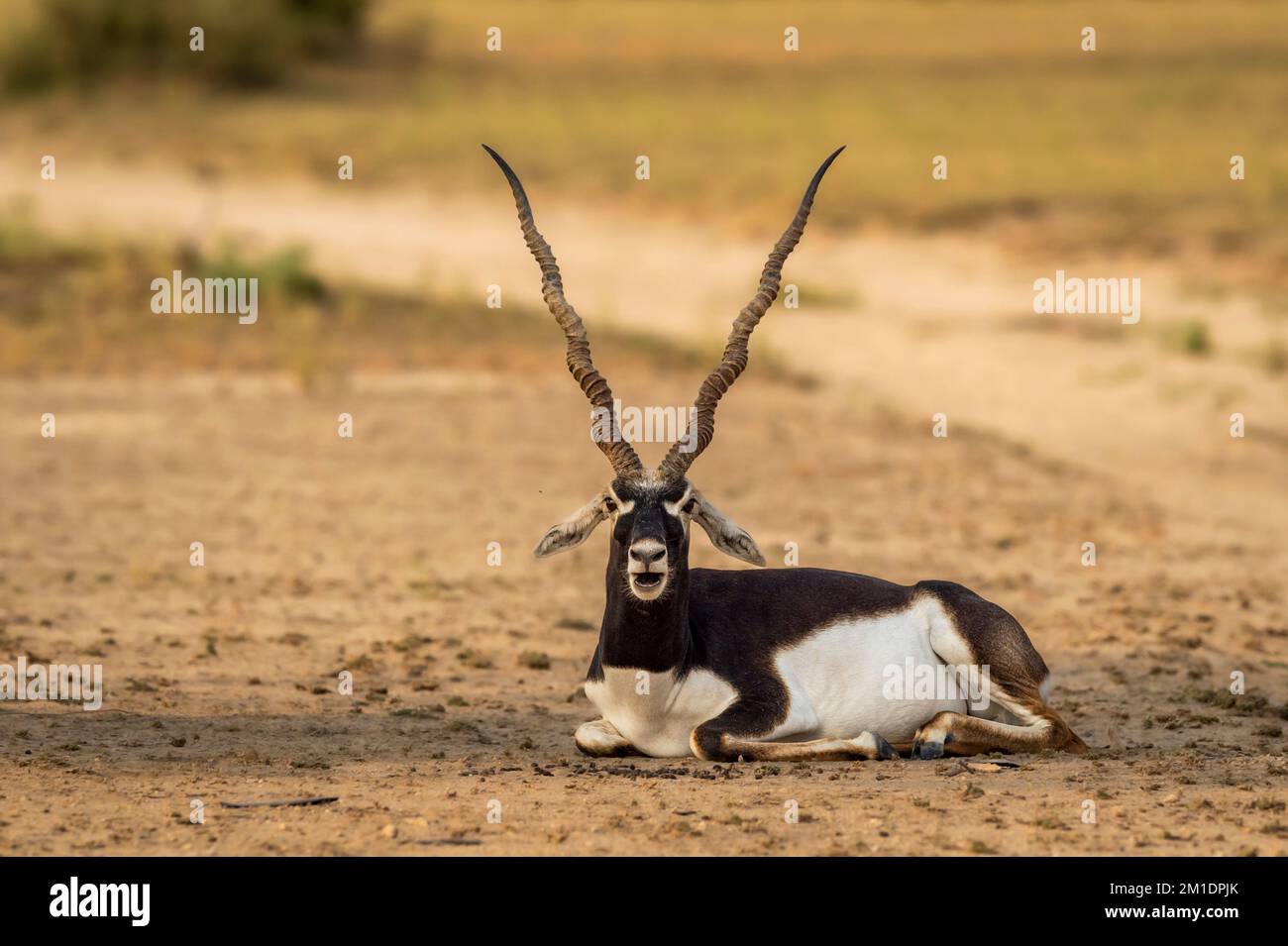 wild male blackbuck or antilope cervicapra or indian antelope closeup ...