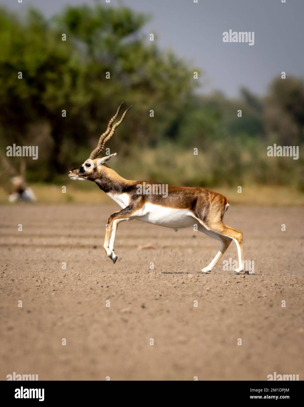 Blackbuck running india hi-res stock photography and images - Alamy
