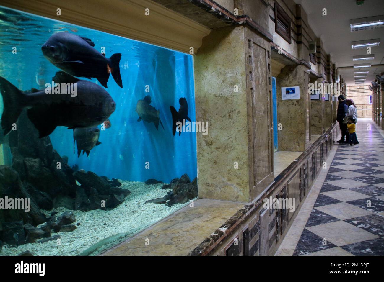 Alexandria, Alexandria Governorate, Egypt. 8th Dec, 2022. Alexandria ...