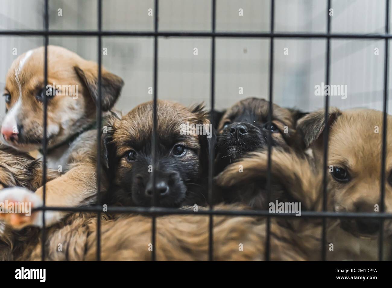 Adorable mixed-breed few months old puppies behind black metal cage ...