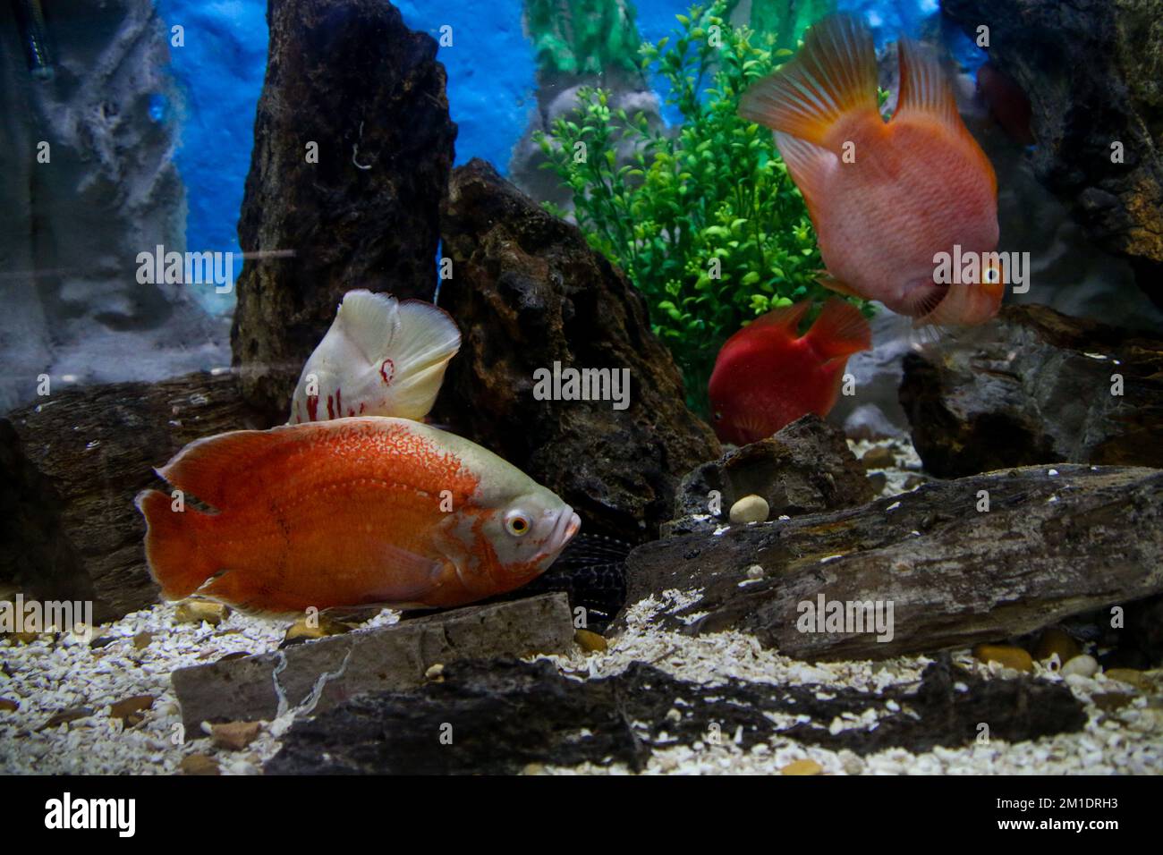 December 8, 2022, Alexandria, Alexandria Governorate, Egypt: Alexandria ...