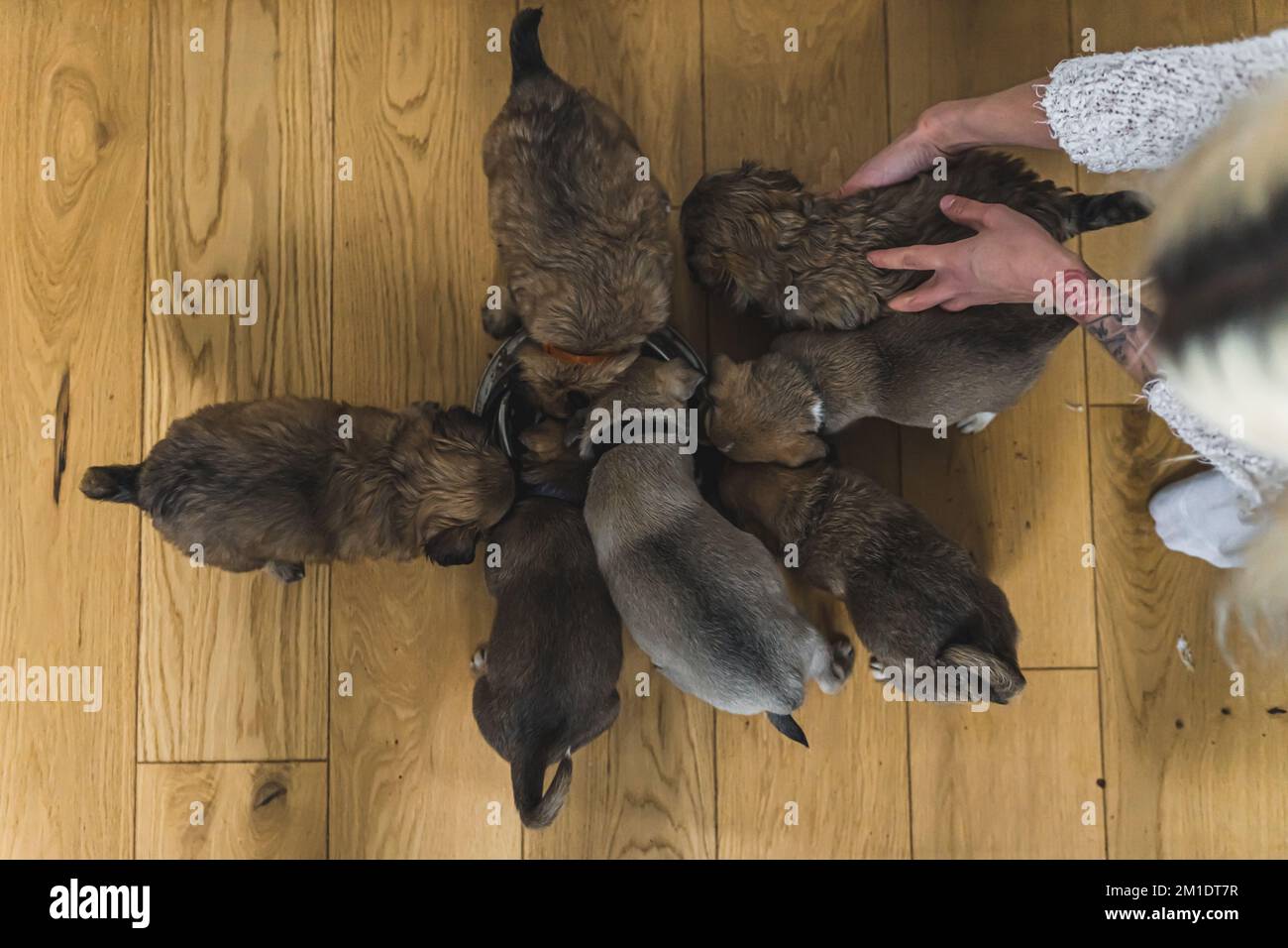 High angle indoor shot of seven small mix-breed puppies during meal ...