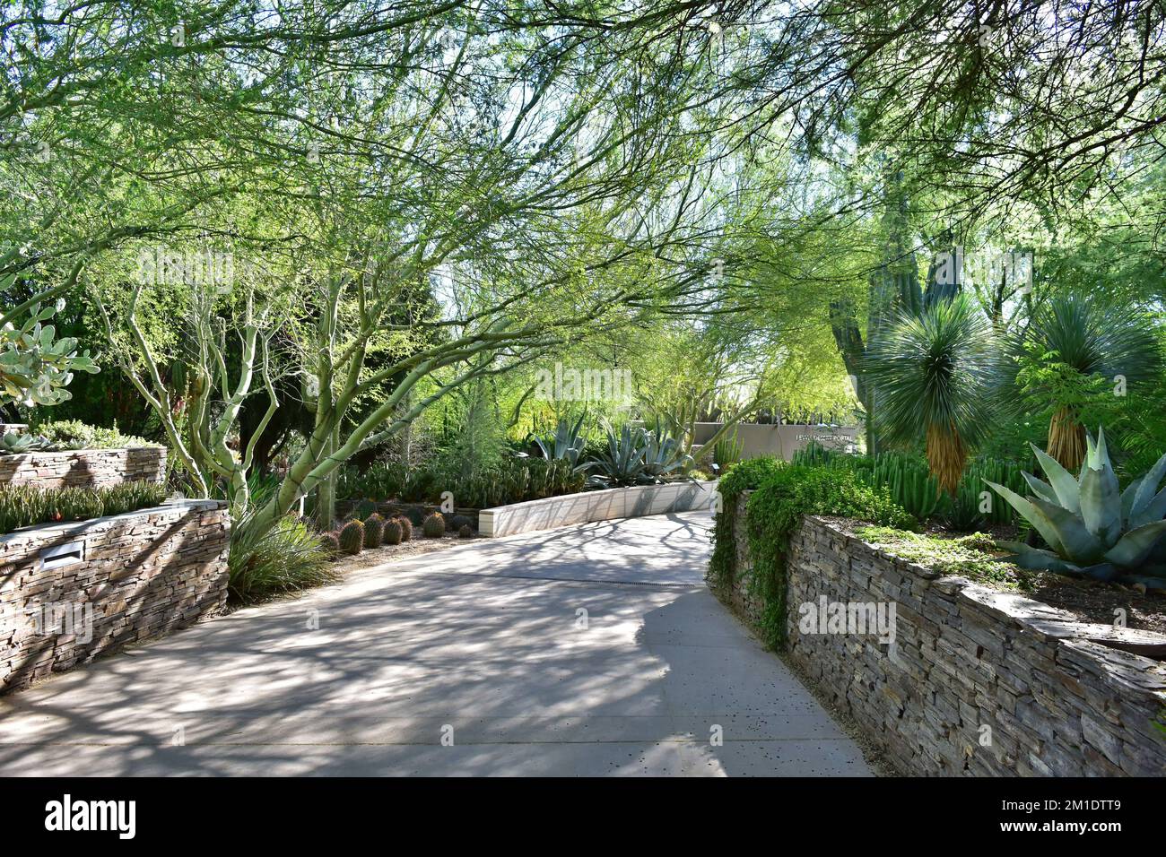 A peaceful, shady walkway through lush, desert plants Stock Photo - Alamy