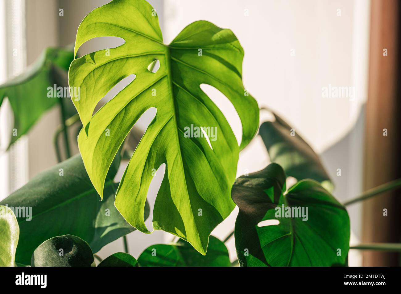 Monstera leaf close-up under sunlight Stock Photo - Alamy