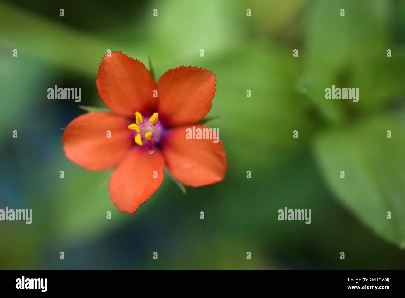 Purple chickweed hi-res stock photography and images - Alamy