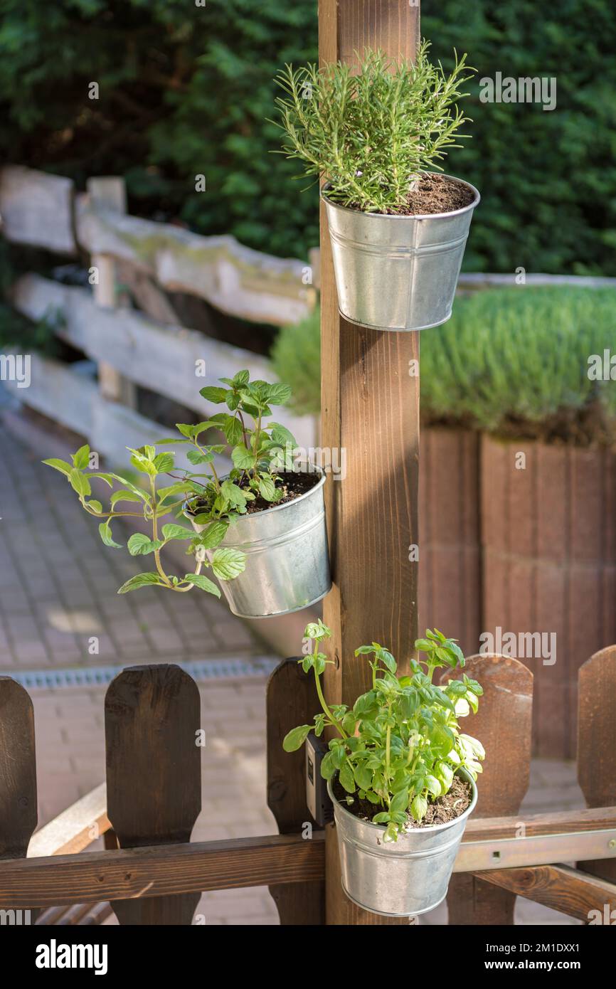 Herb pots with fresh culinary herbs attached to a wooden post Stock ...