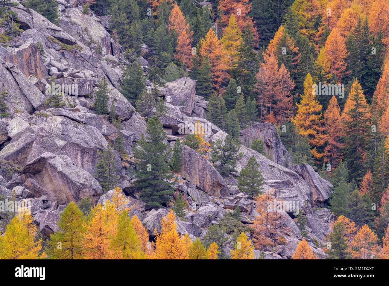 Boulder pile with autumn coloured larch forest, National Park, Gran ...