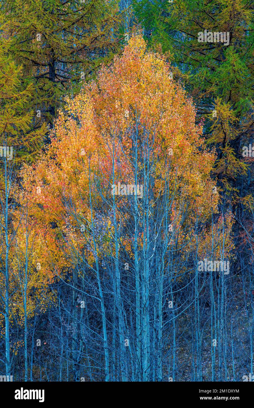 Autumn-coloured aspen or quaking aspen (Populus tremuloides), Gran ...