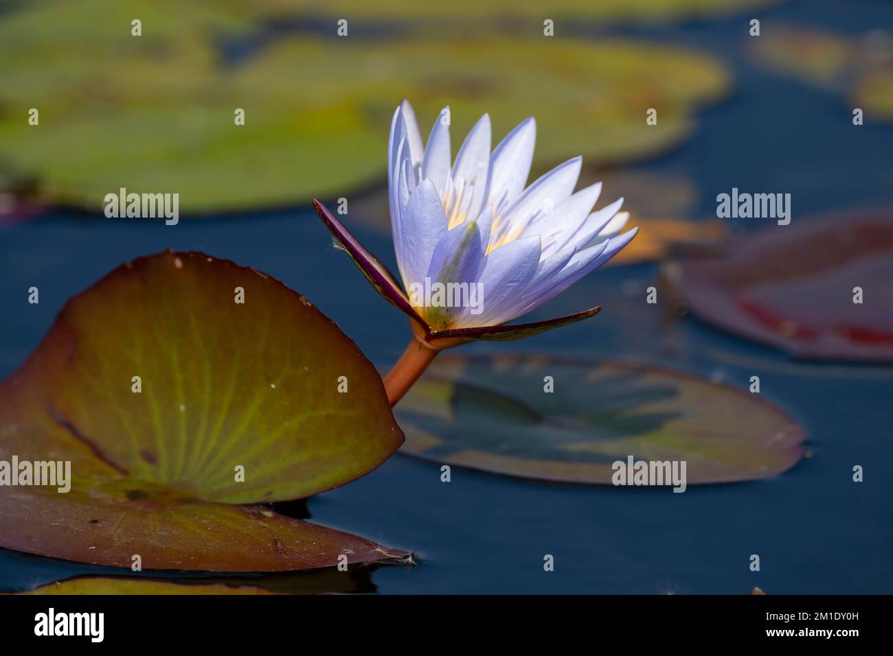 Water lily (Nymphaea), Bangweulu Swamps, Zambia, Africa Stock Photo - Alamy