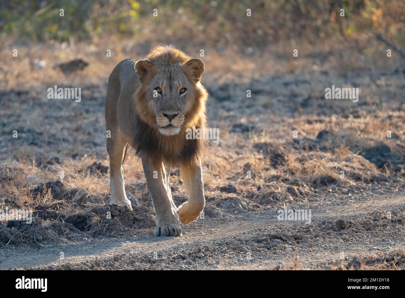 Lion sideways hi-res stock photography and images - Alamy