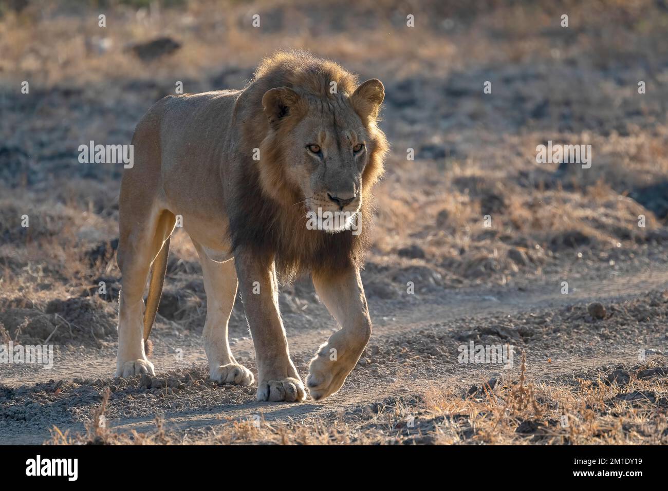 Lion sideways hi-res stock photography and images - Alamy