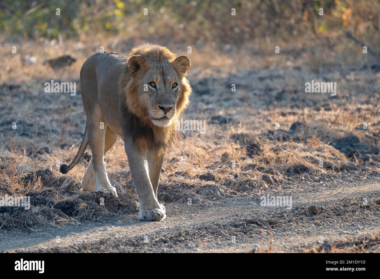 Lion sideways hi-res stock photography and images - Alamy
