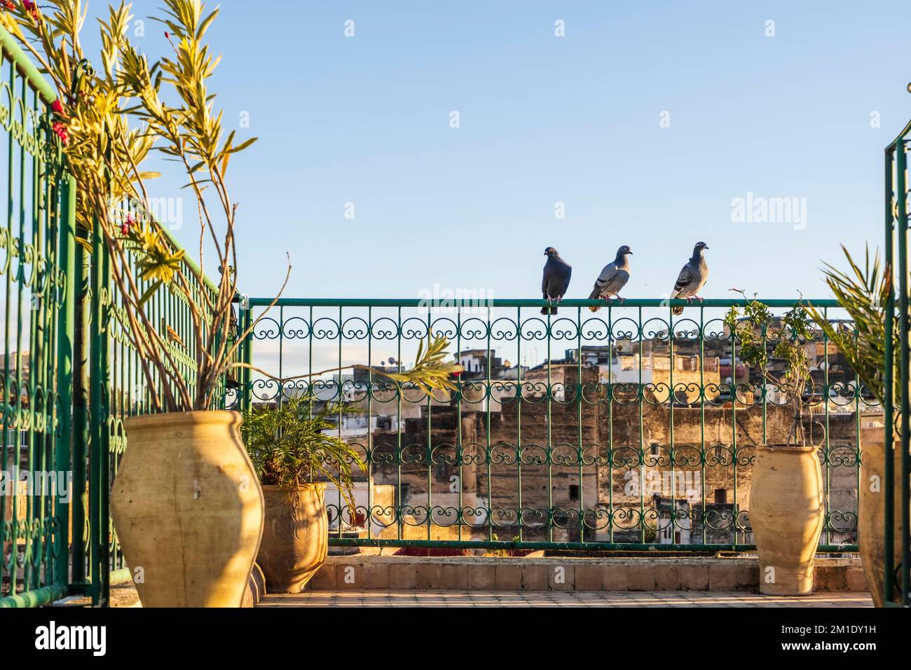 Pigeons resting on rooftop terrace in Medina during sunset, Fez ...
