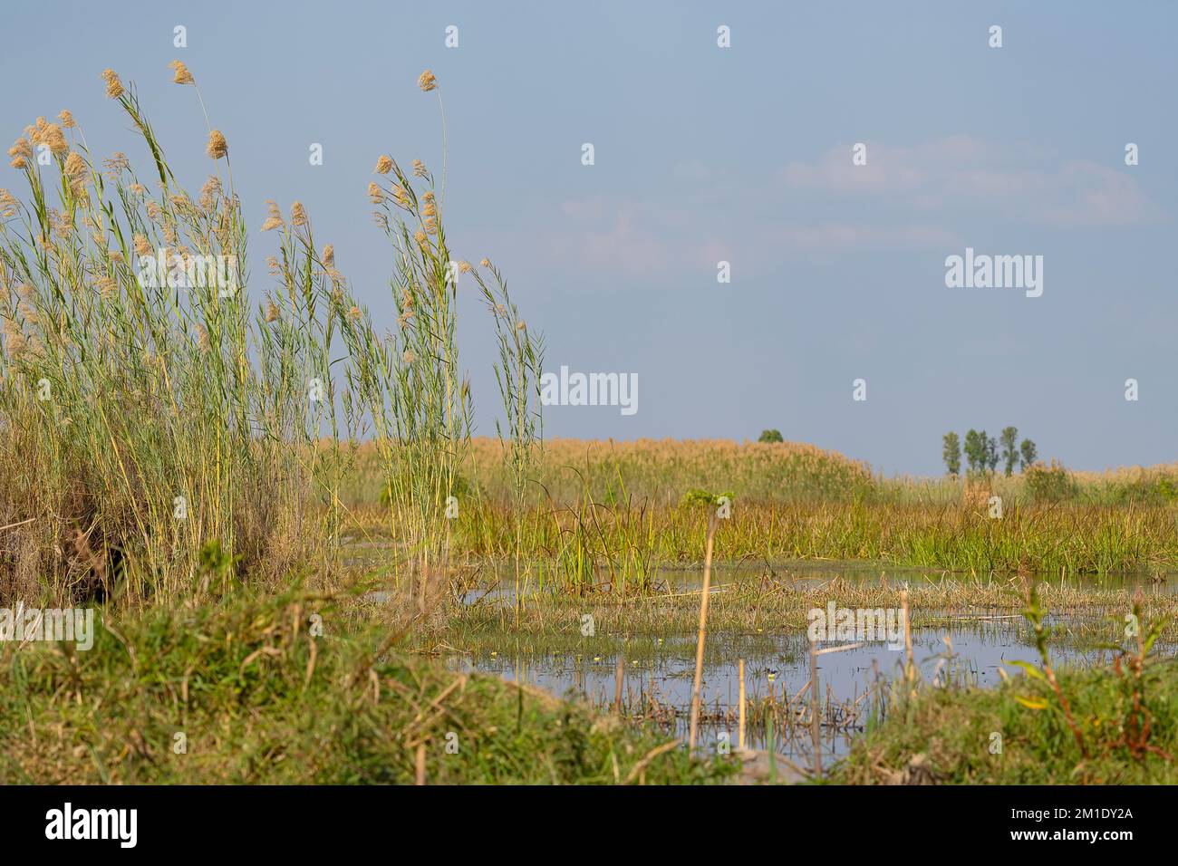Common reed (Phragmites australis), Bangweulu Swamps, Zambia, Africa ...