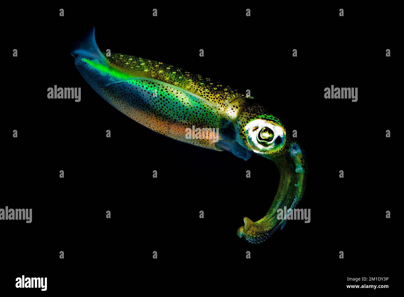 Night photograph of european squid (Loligo vulgaris) at night ...