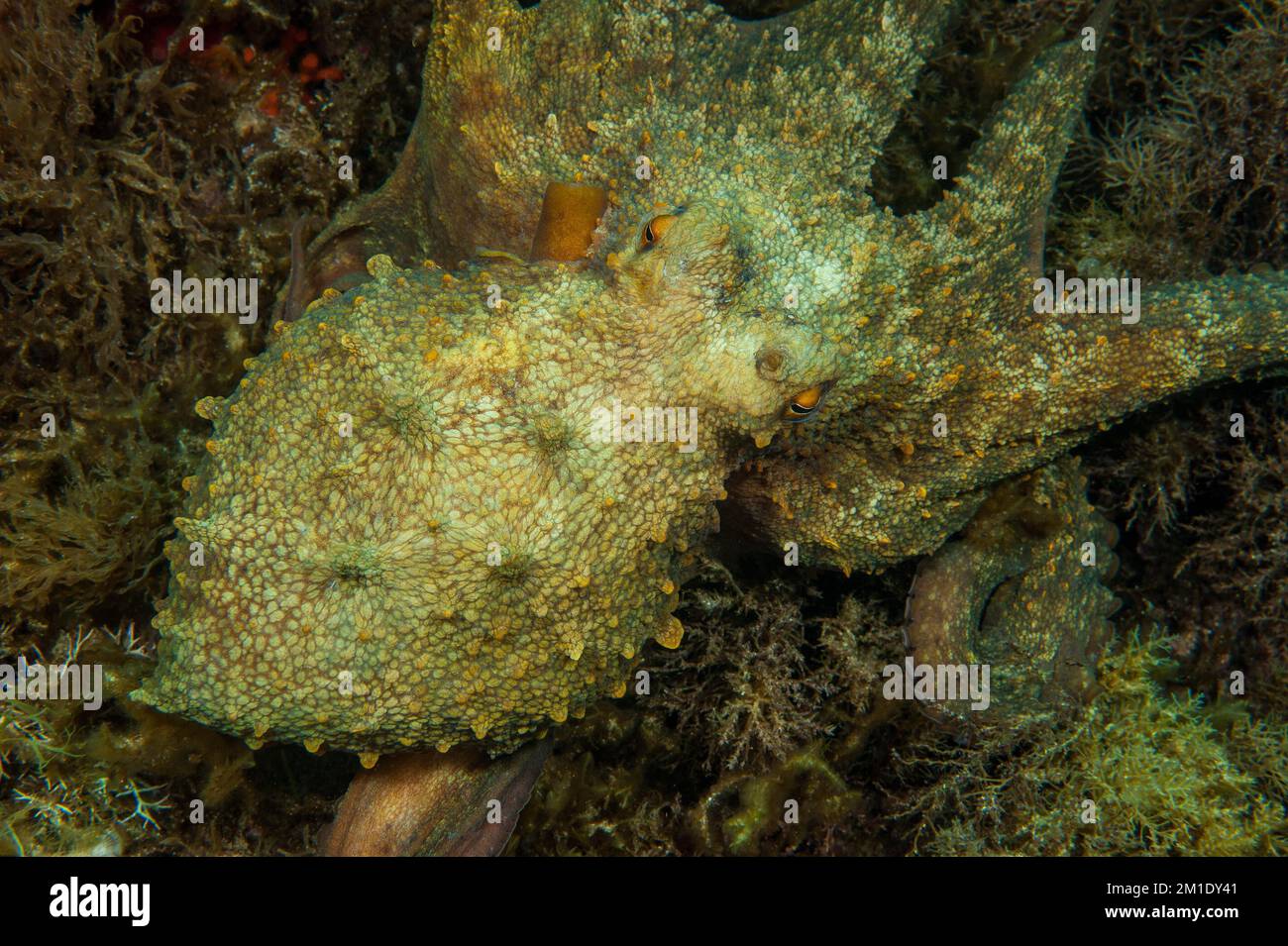 Common octopus (Octopus vulgaris) Cephalopod sitting in algae meadow ...