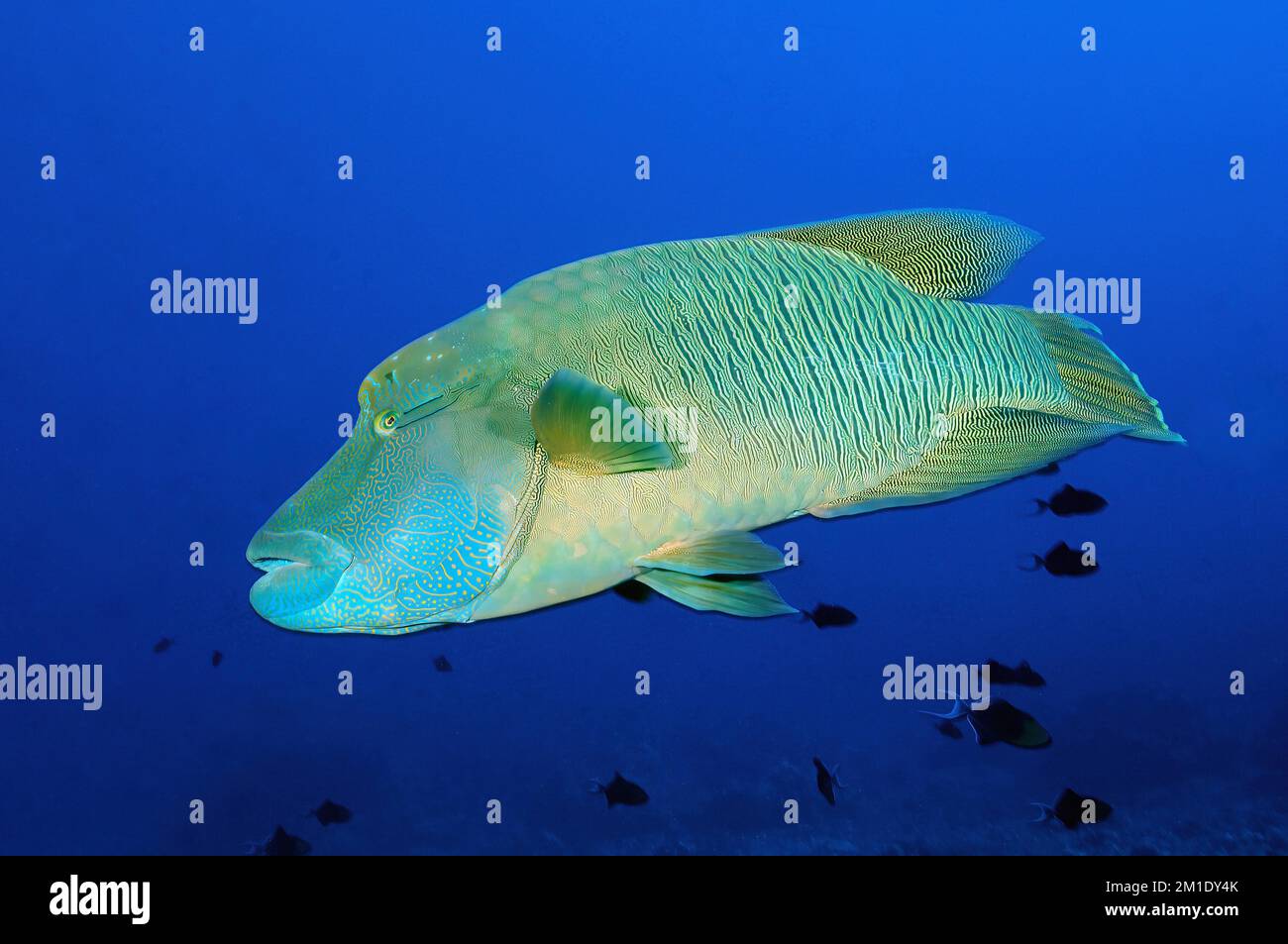 Large Napoleon Wrasse Cheilinus undulatus) swims through blue sea open ...