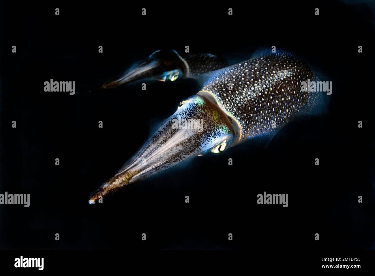 Night photograph of pair of bigfin reef squid (Sepioteuthis lessoniana ...