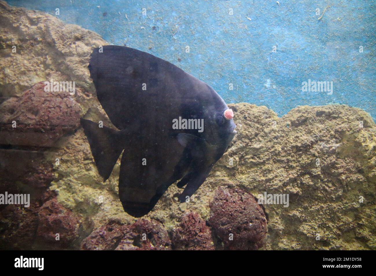 Alexandria, Alexandria Governorate, Egypt. 8th Dec, 2022. Alexandria ...