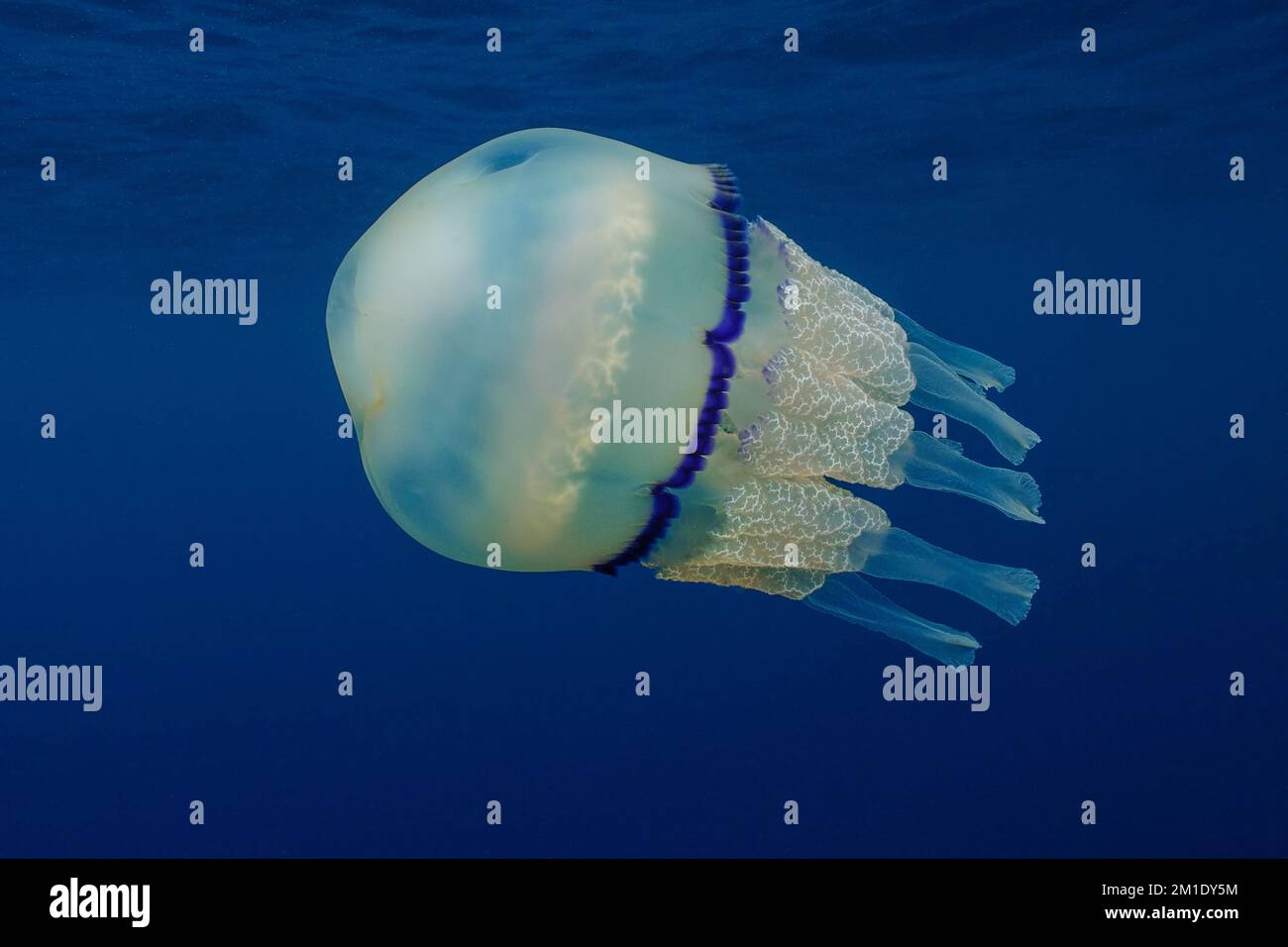 Barrel jellyfish (Rhizostoma pulmo) Jellyfish swimming through blue ...