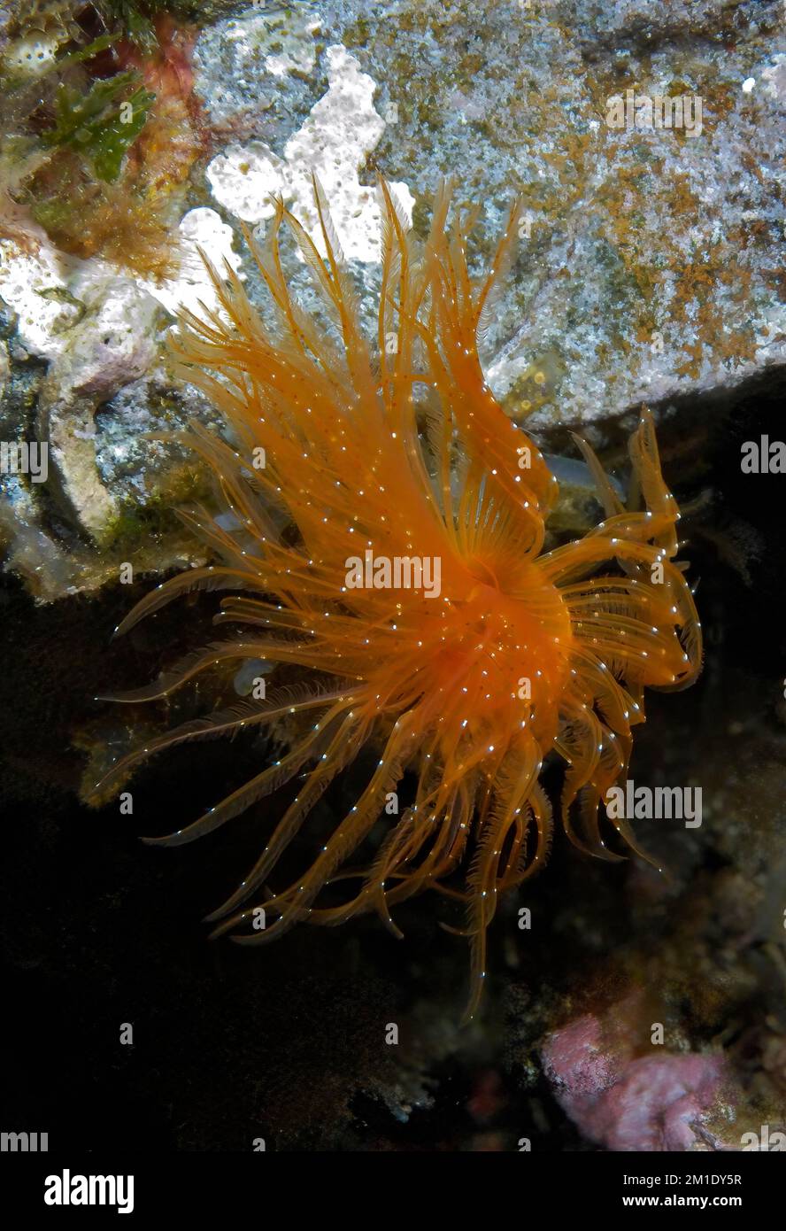 Protula intestinum hi-res stock photography and images - Alamy