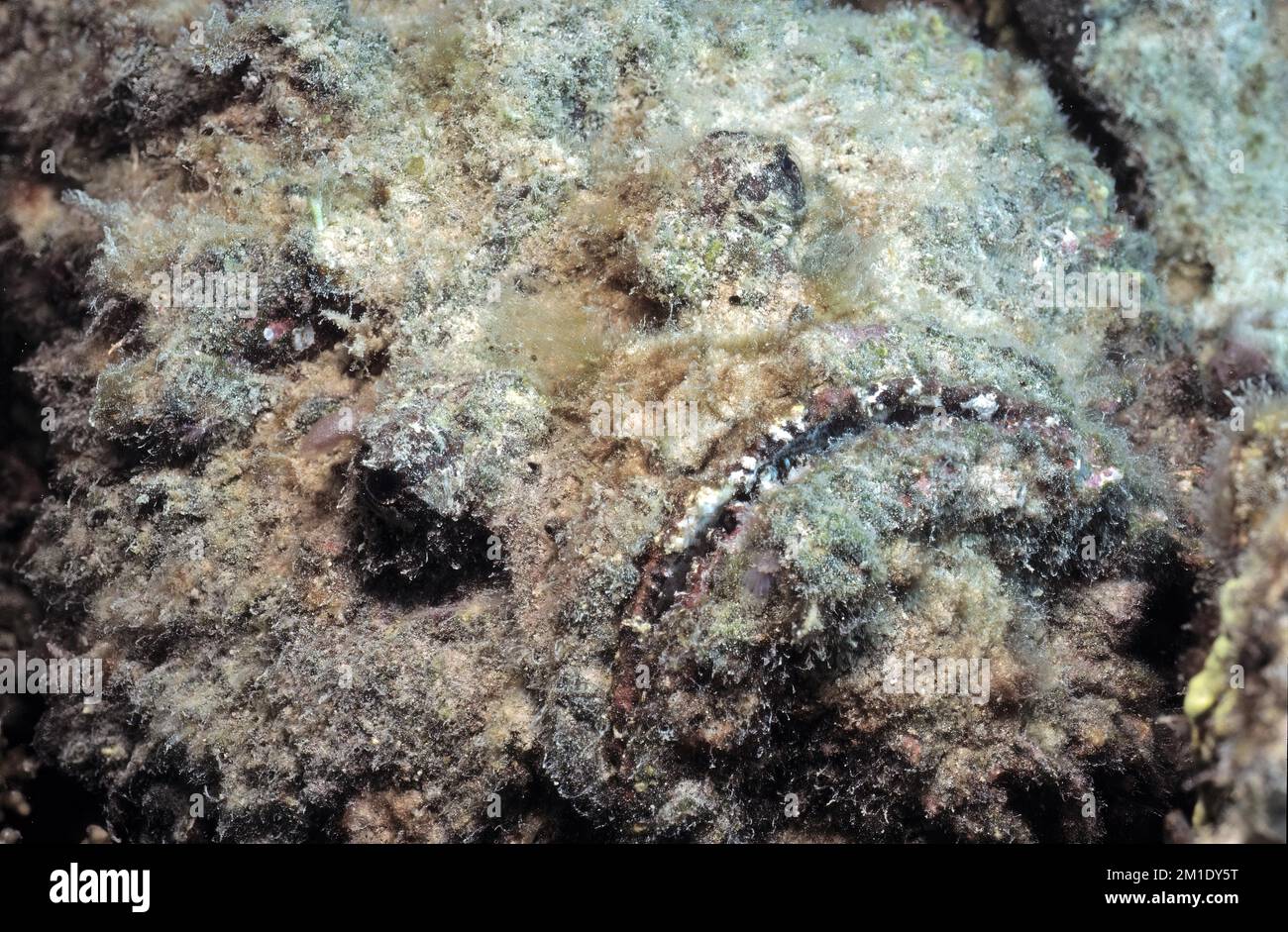 Stonefish hunt hi-res stock photography and images - Alamy