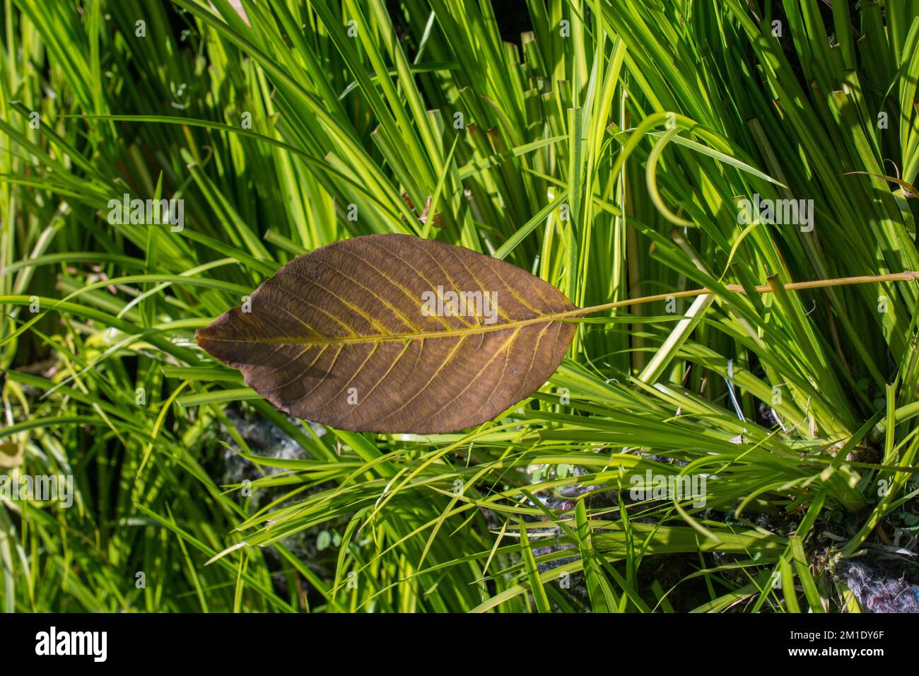 One separate dry leaf of Autumn times Stock Photo - Alamy