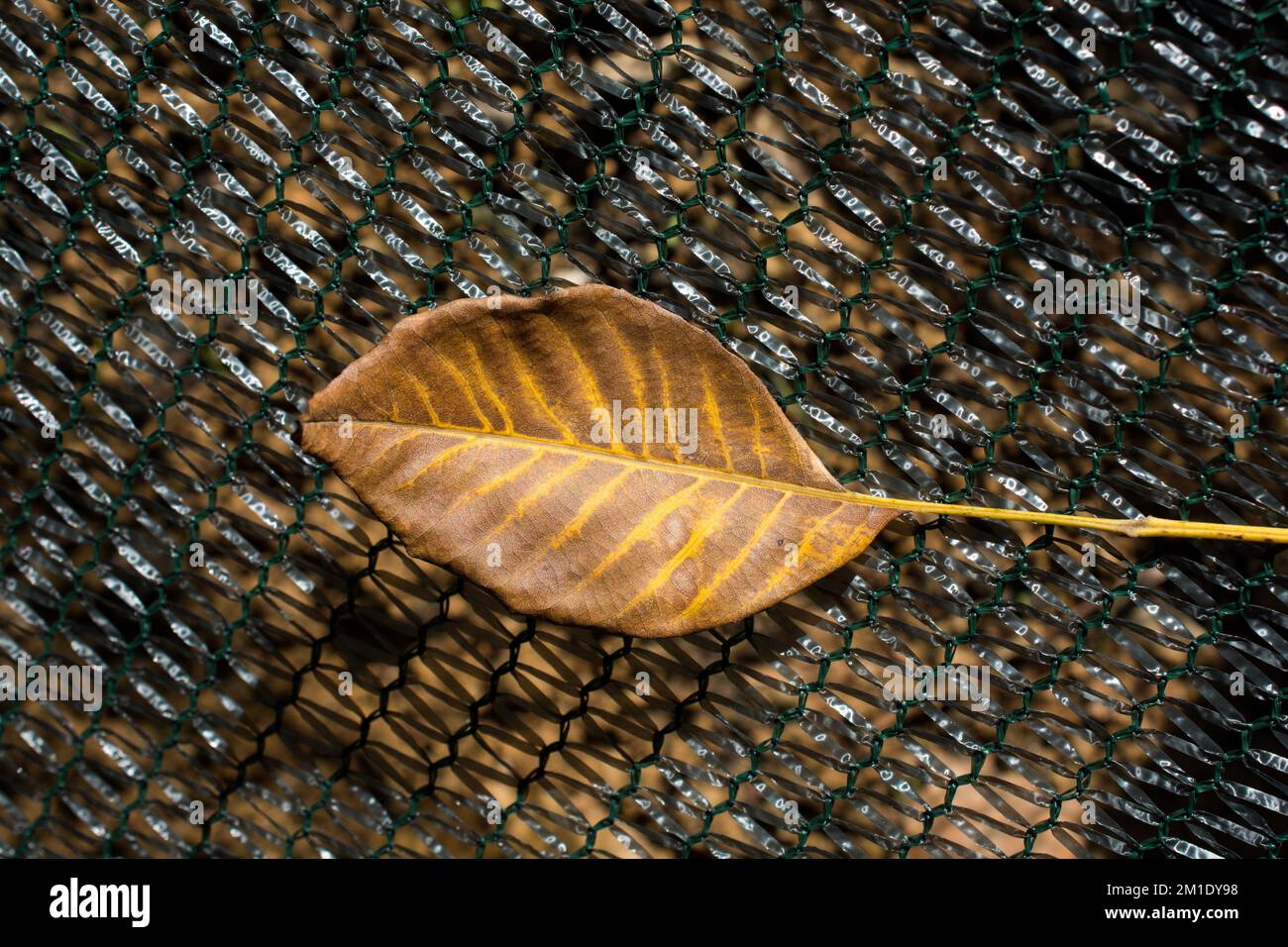 One separate dry leaf of Autumn times Stock Photo - Alamy