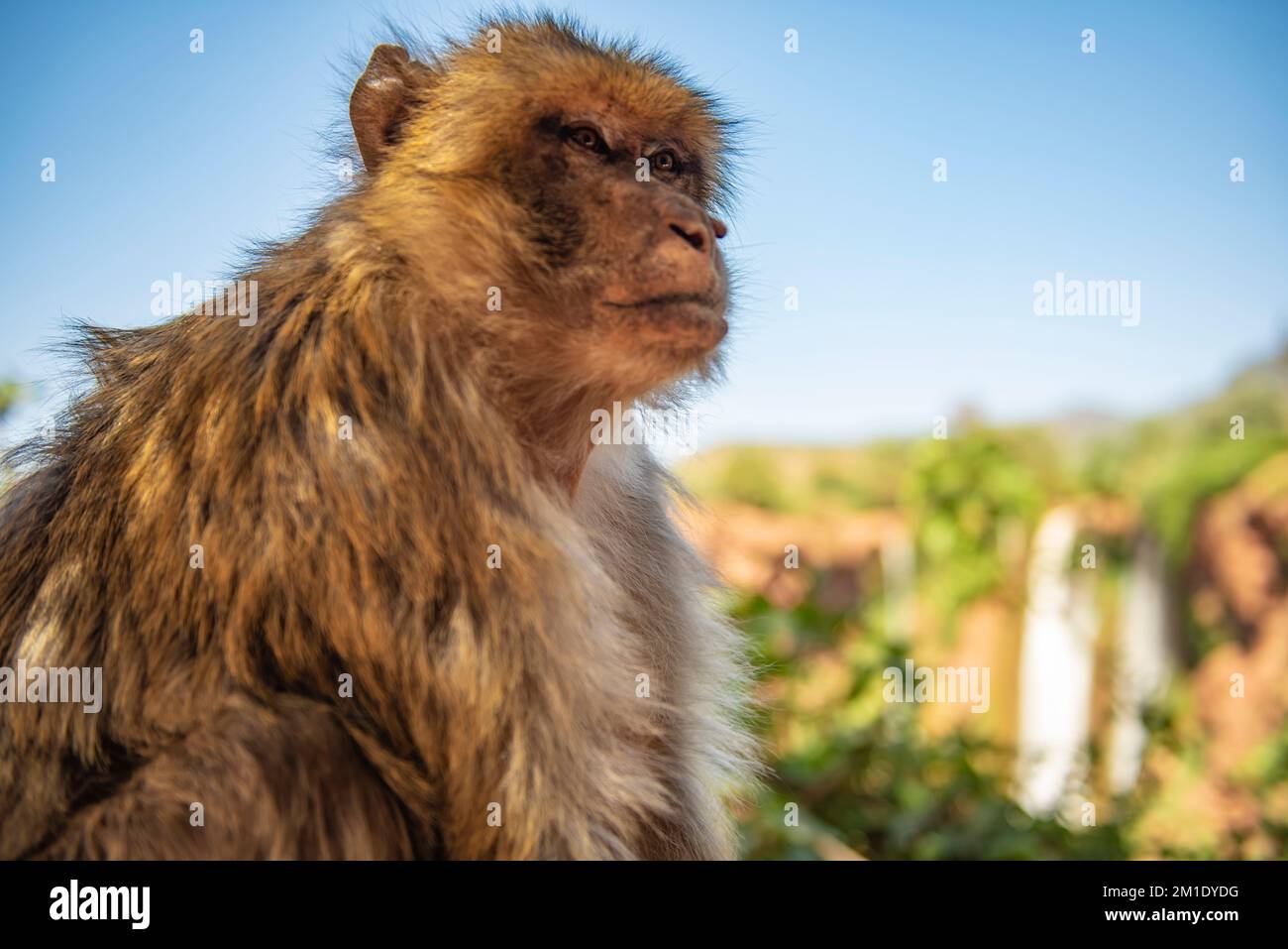 Moroccan Barbury ape contemplating at Ouzoud falls Stock Photo - Alamy