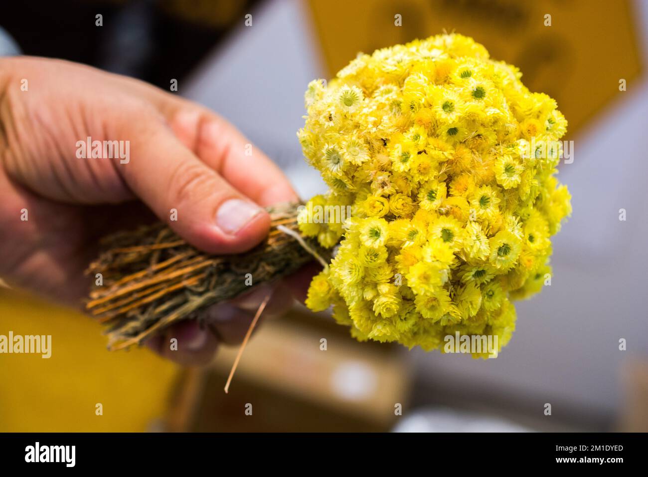 Beautiful colorful natural flowers in dry form Stock Photo - Alamy