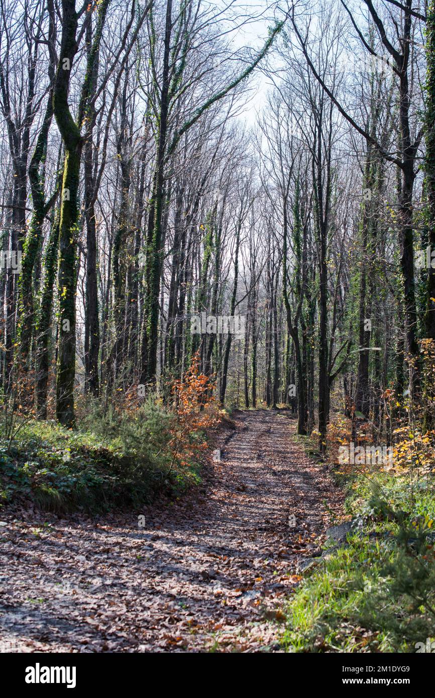 Hiking path in beautiful woods landscape in forest Stock Photo - Alamy