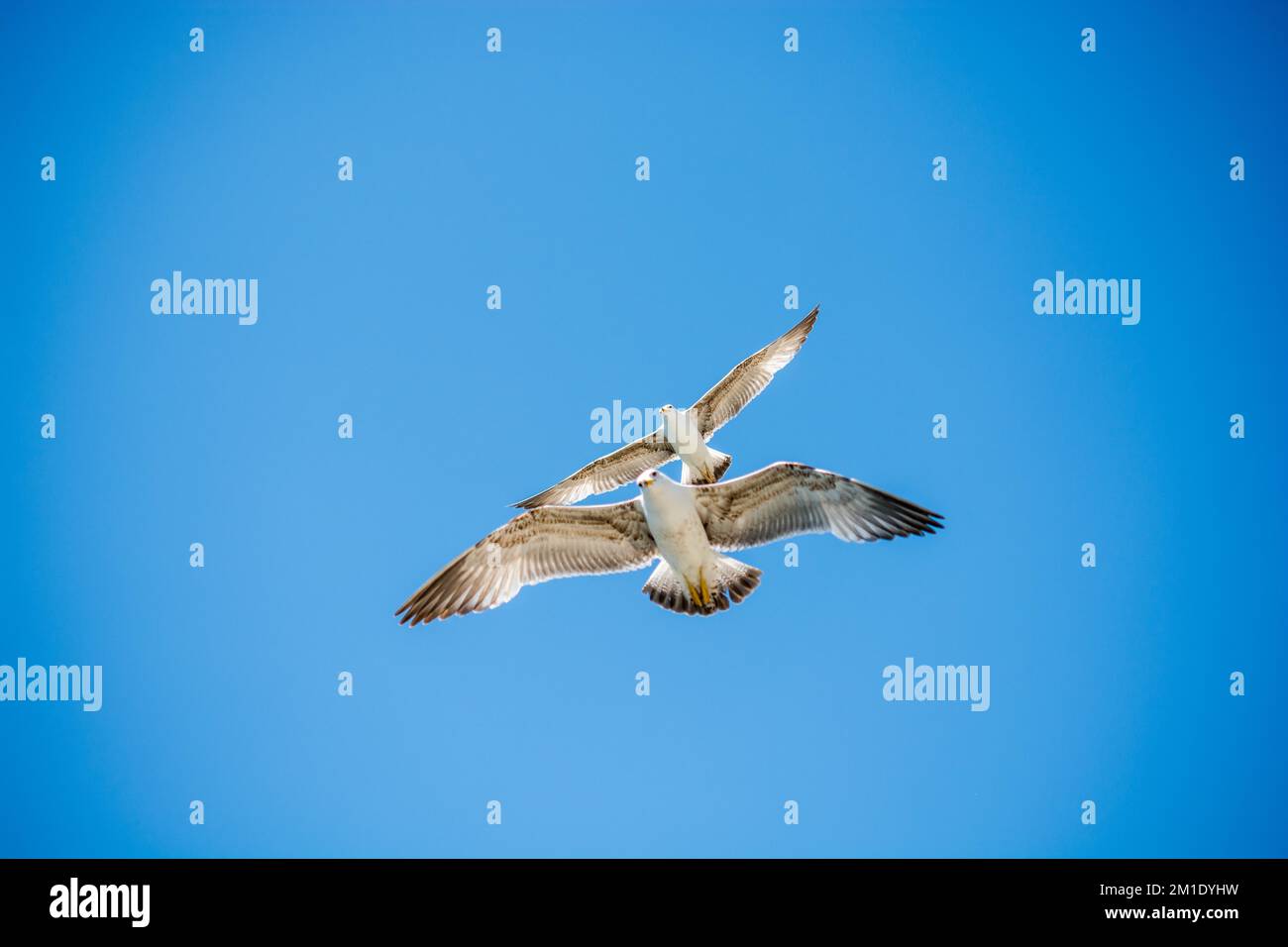 Two seagulls flying in a sky as a background Stock Photo - Alamy