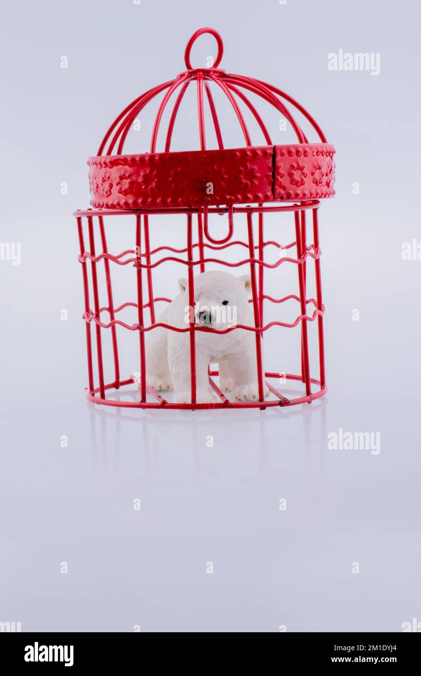 Polar bear captive in cage on white background Stock Photo - Alamy