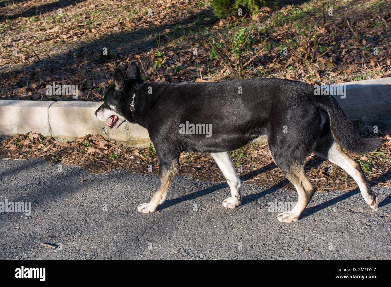 Homeless stray dogis in the street as lonely concept Stock Photo - Alamy