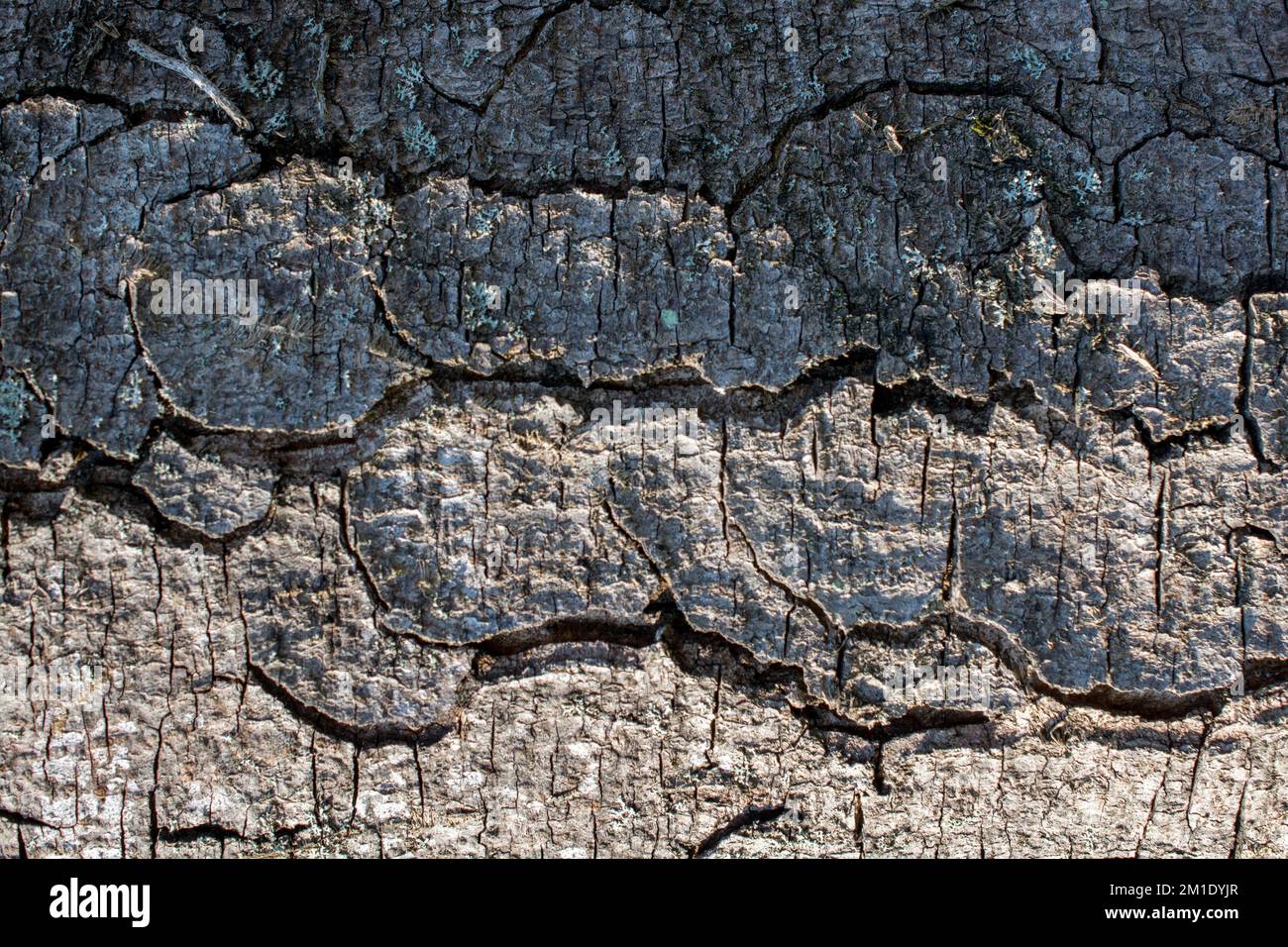 Close up tree bark texture as a wooden background Stock Photo - Alamy
