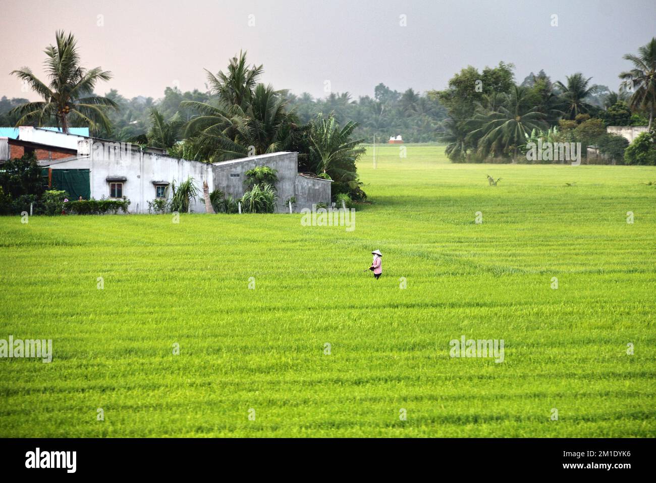 A rice farmer at the Mekong River Delta in Vietnam Stock Photo - Alamy