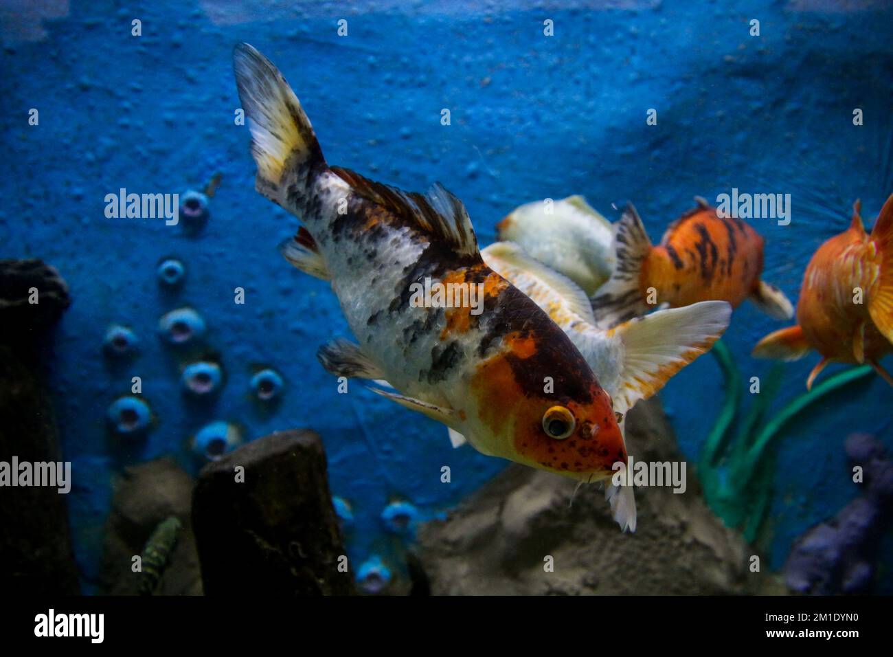 Alexandria, Alexandria Governorate, Egypt. 8th Dec, 2022. Alexandria ...