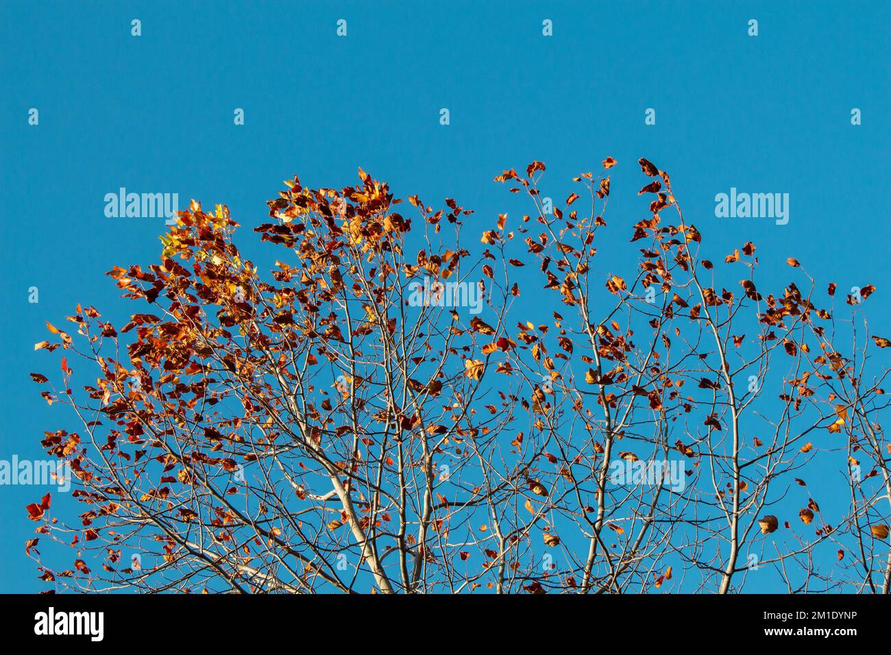 Top part of tree leaves with branches with sky view Stock Photo - Alamy