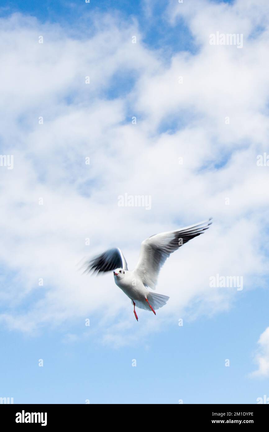 Seagull is flying in sky over the sea waters Stock Photo - Alamy