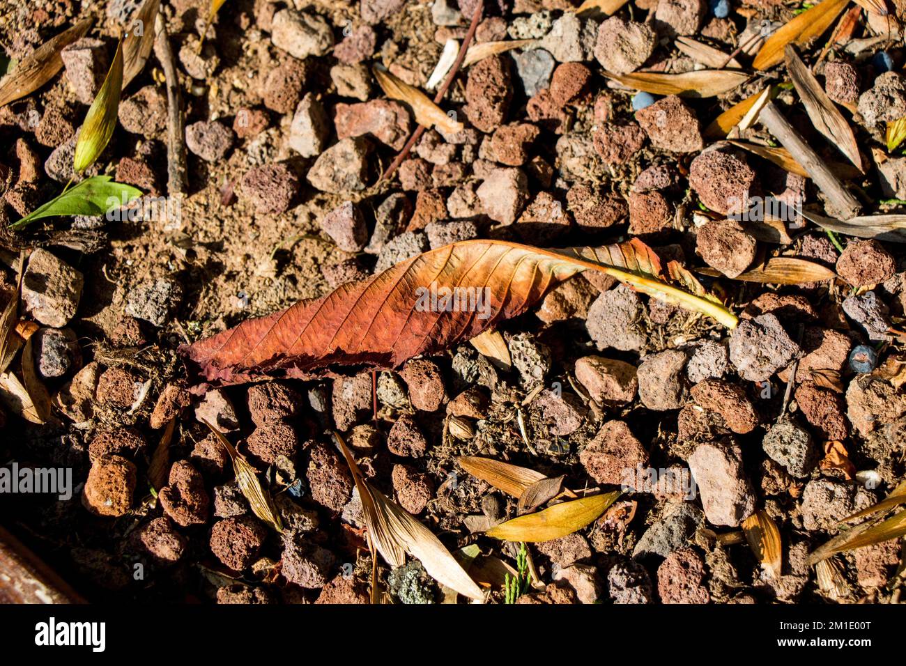 Dry tree leaf as an Autumn background Stock Photo - Alamy