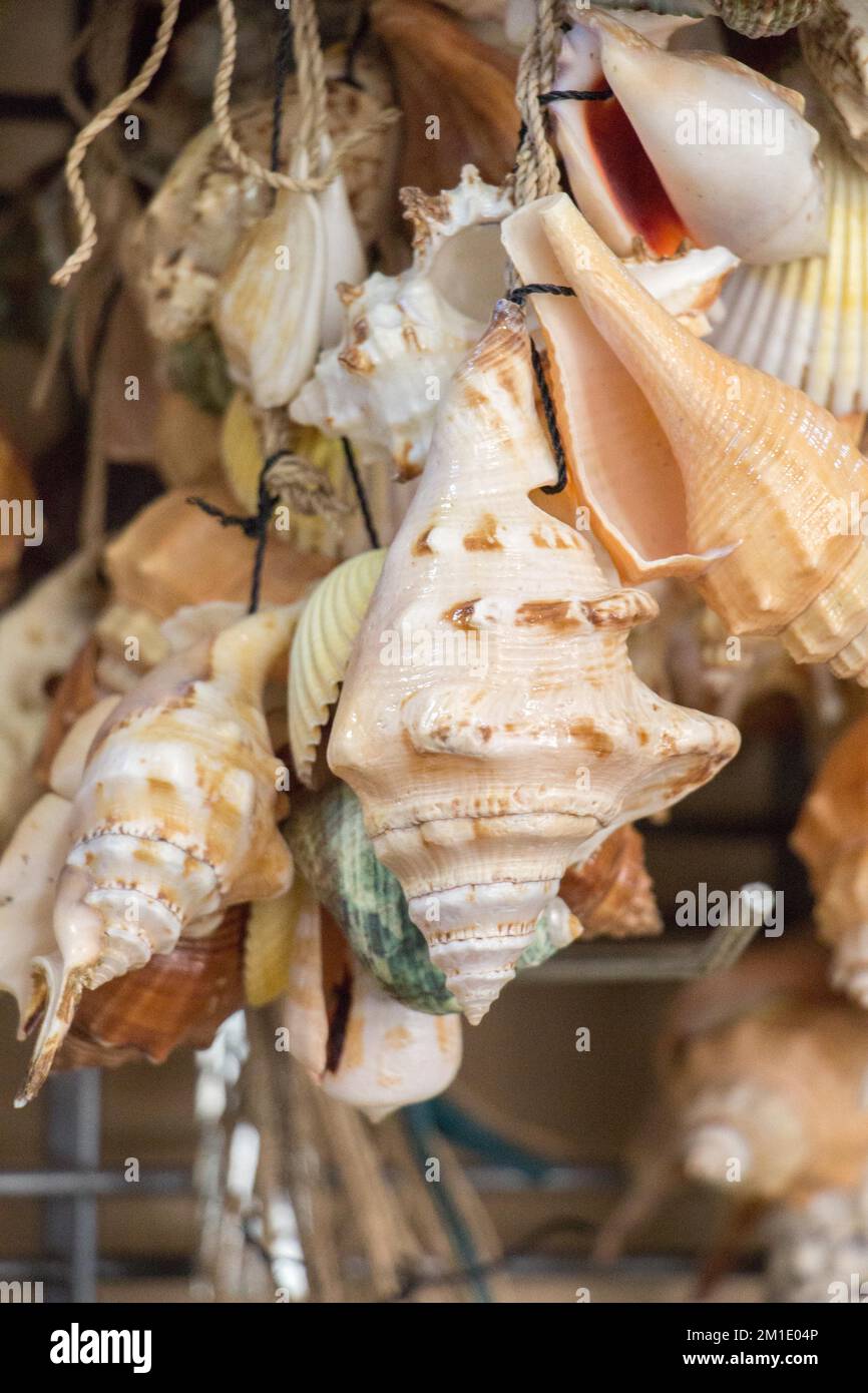 Various types of little colorful seashells Stock Photo - Alamy