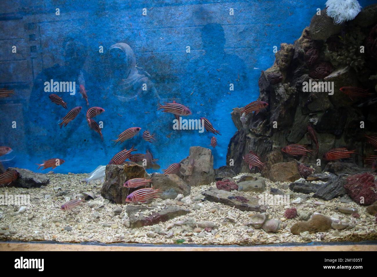 Alexandria, Alexandria Governorate, Egypt. 8th Dec, 2022. Alexandria ...