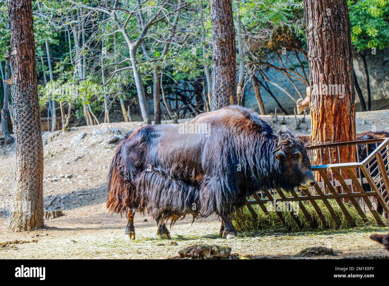 Black ox hi-res stock photography and images - Alamy