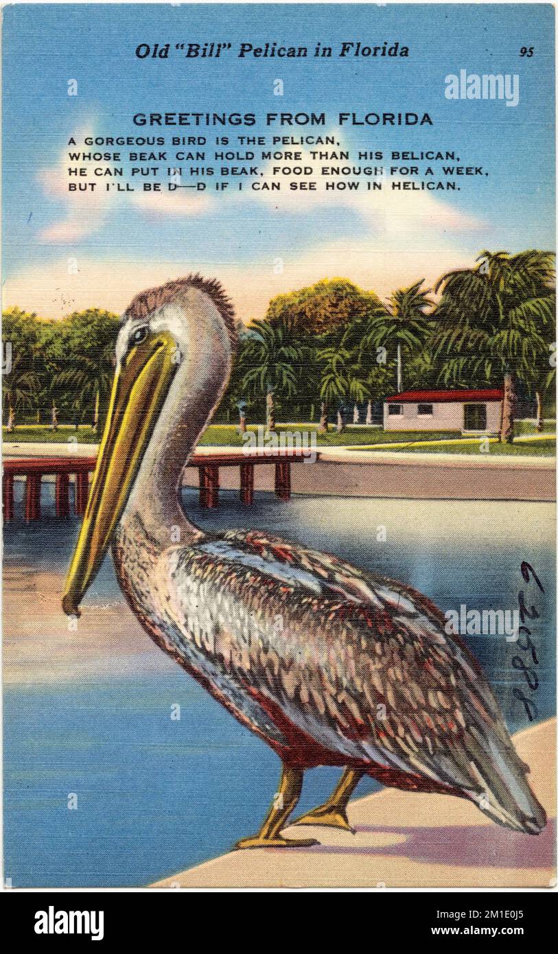 Greetings from Florida, Old 'Bill' pelican in Florida , Tichnor ...