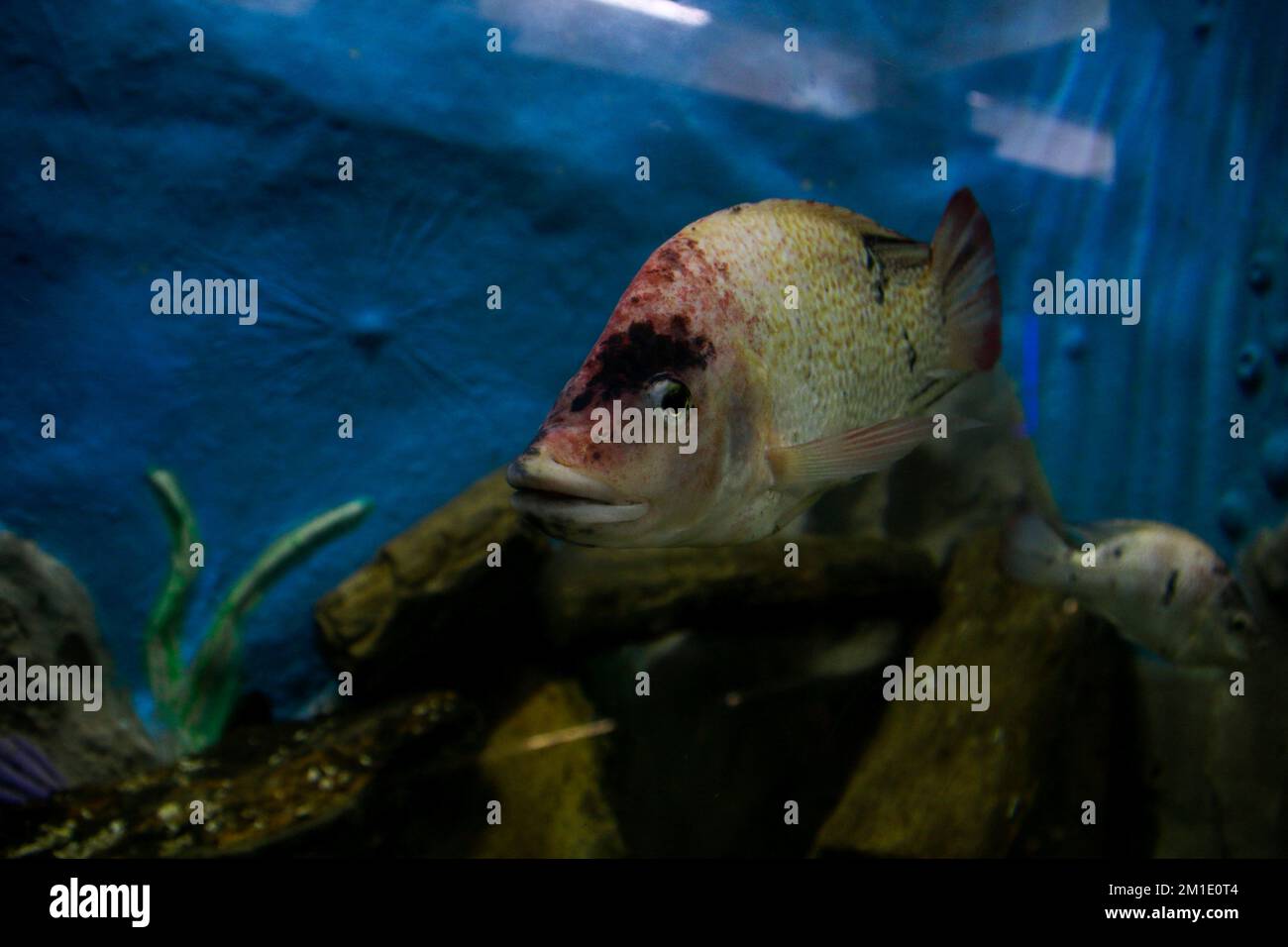 Alexandria, Alexandria Governorate, Egypt. 8th Dec, 2022. Alexandria ...