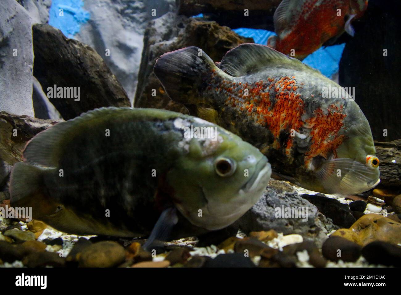 Alexandria, Alexandria Governorate, Egypt. 8th Dec, 2022. Alexandria ...